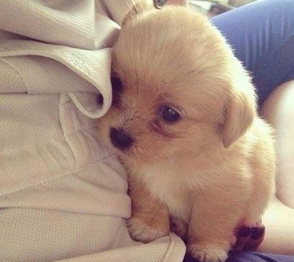 Szamponik.pl - Słodki pieseczek